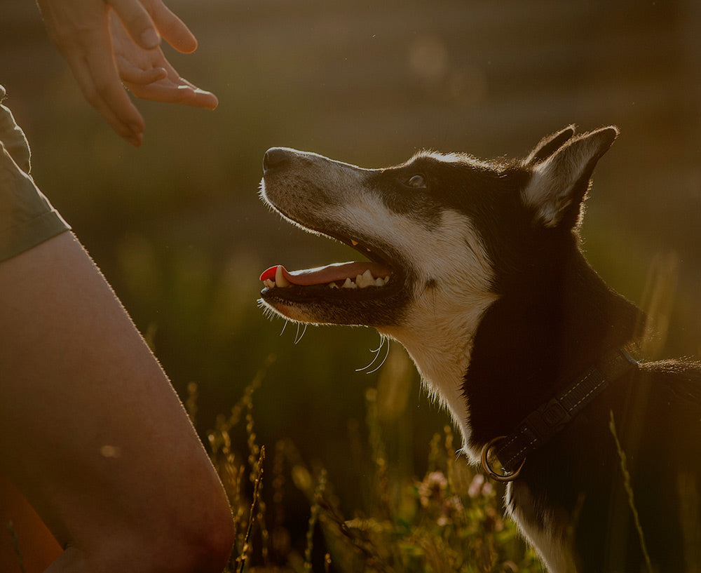Our Values - Open Range Pet Treats