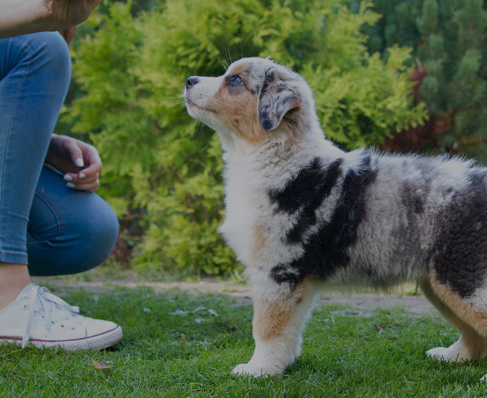 Our Values - Open Range Pet Treats