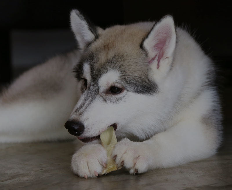 Open Range Pet Treats