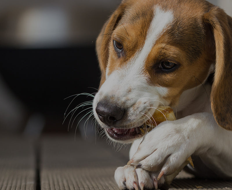 Our Values - Open Range Pet Treats